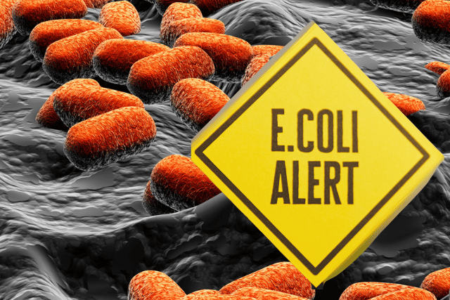 Importance of the Food Safety E.coli Guidance Fact Sheet in 2024